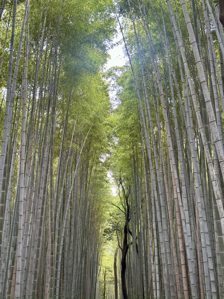 A Trip Through Japan: Kyoto, Days 2 and 3 (March 24-25) – PuffinlessTravel